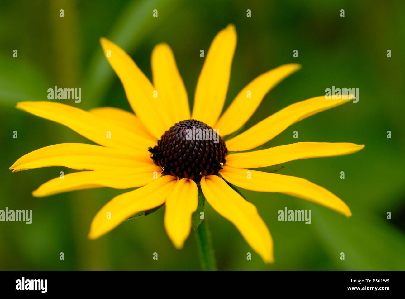 Yellow flower head Stock Photo - Alamy