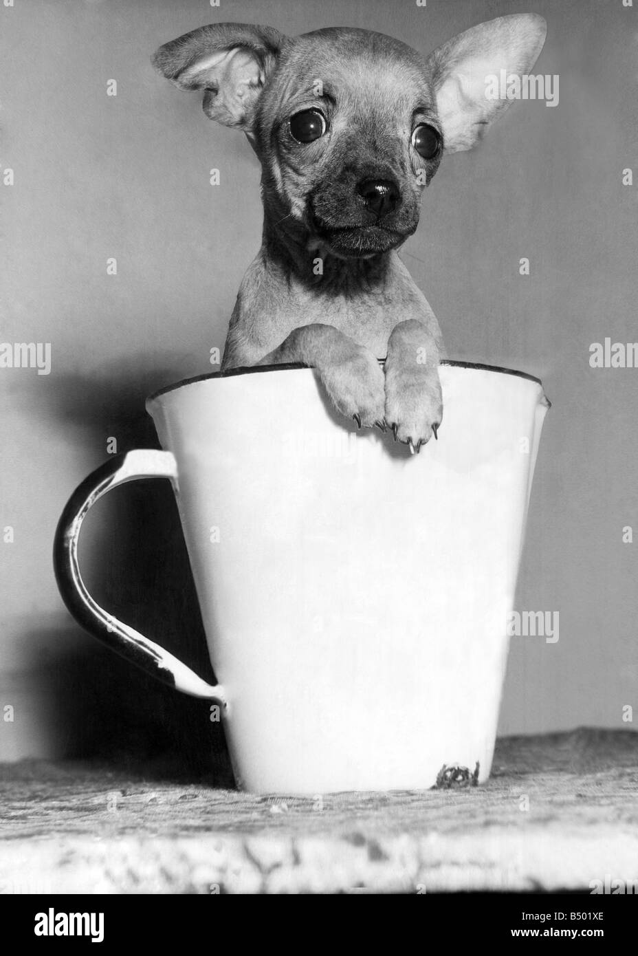 A Chihuahua dog in a pint size cup . February 1960 P000353 Stock Photo ...