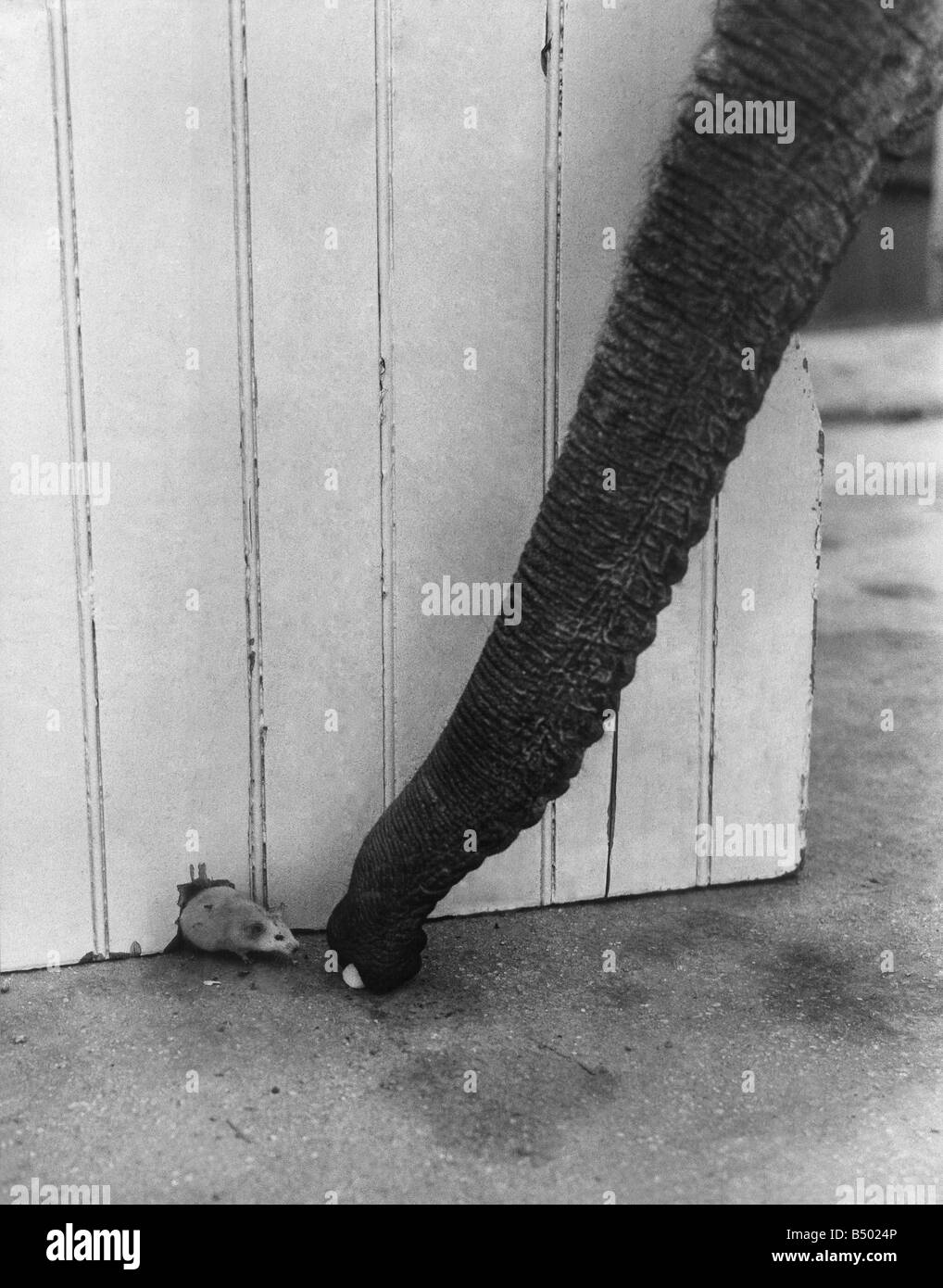 Animals - Mouse Elephant Friendship. ;Jumbo the elephant makes a trunk ...