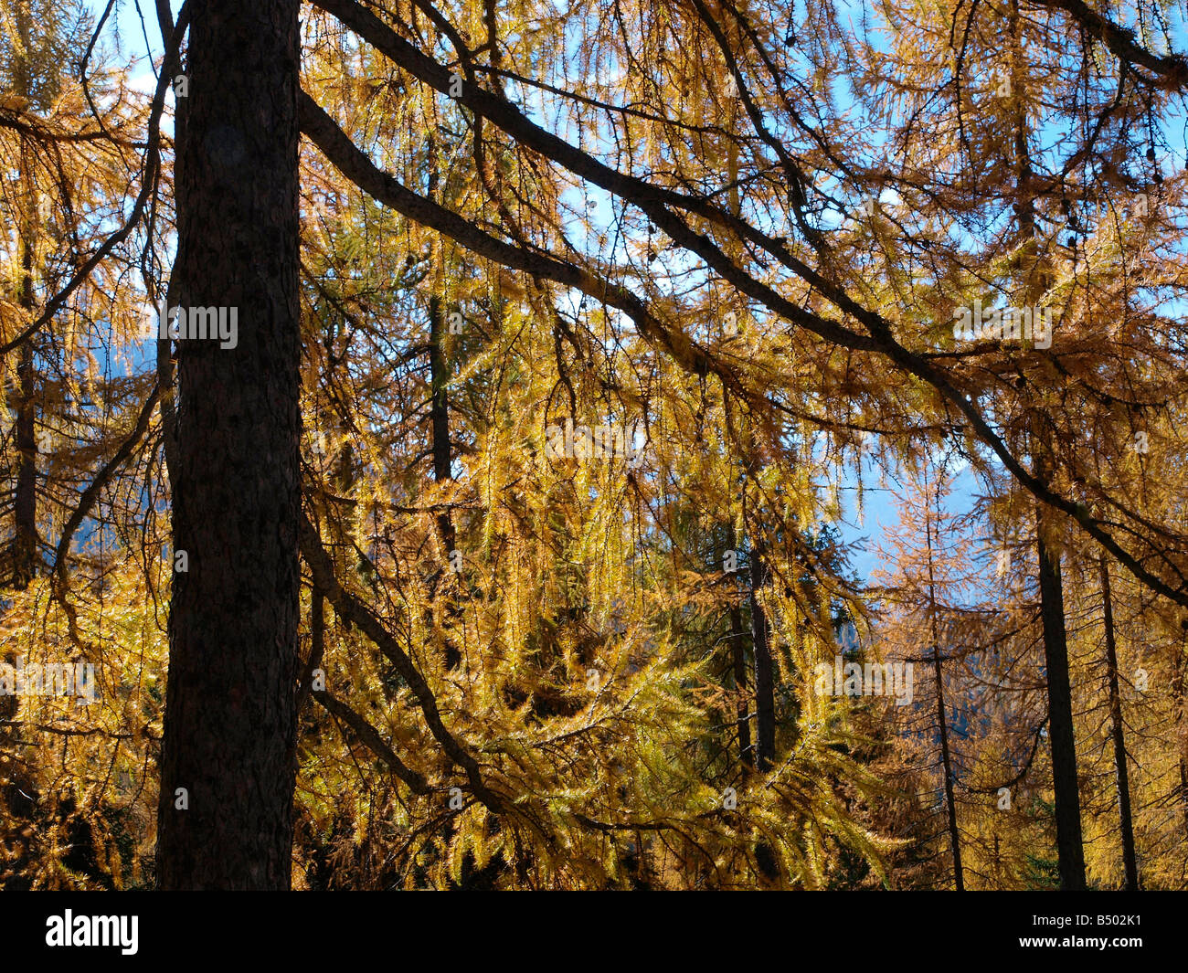 Larch trees hi-res stock photography and images - Alamy