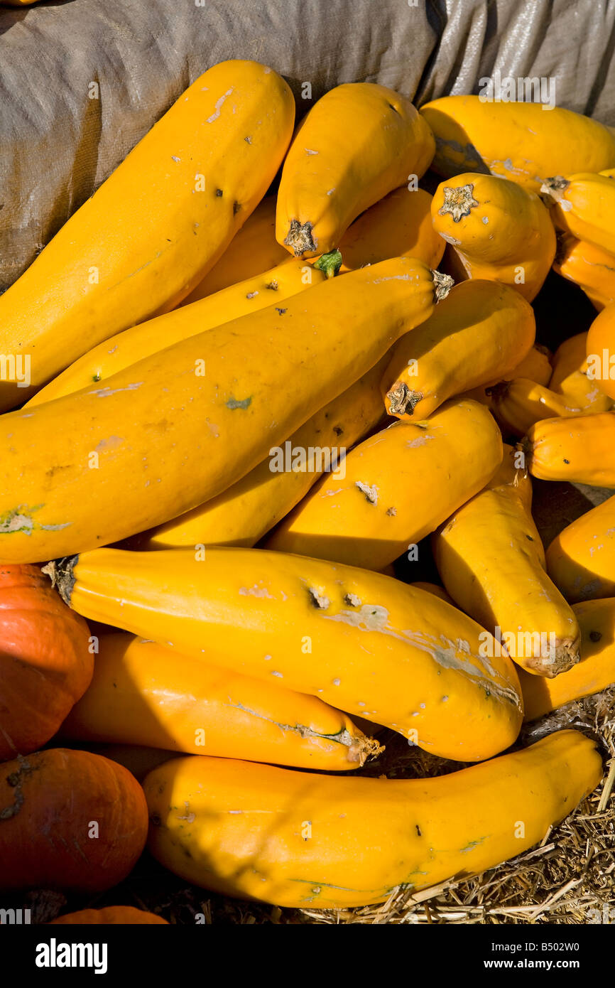 Pile of Golden Marrows Stock Photo - Alamy