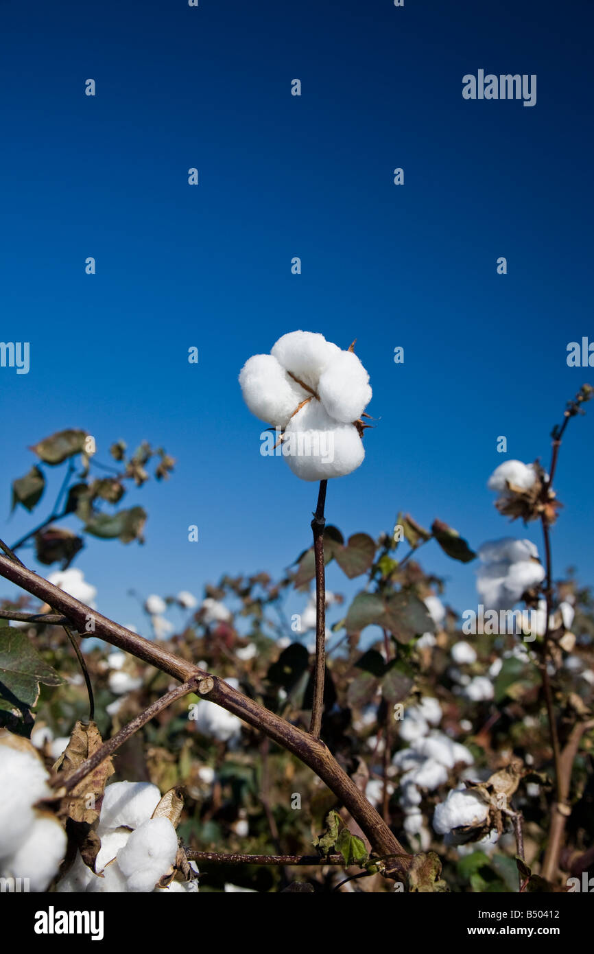 Cotton bloom hi-res stock photography and images - Alamy