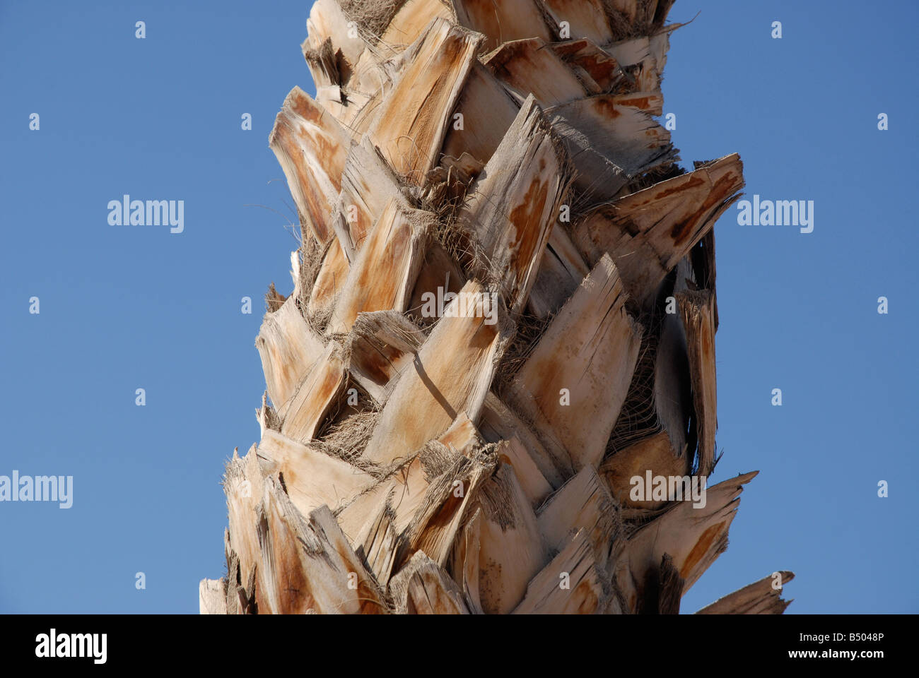 Palm tree trunk hi-res stock photography and images - Alamy