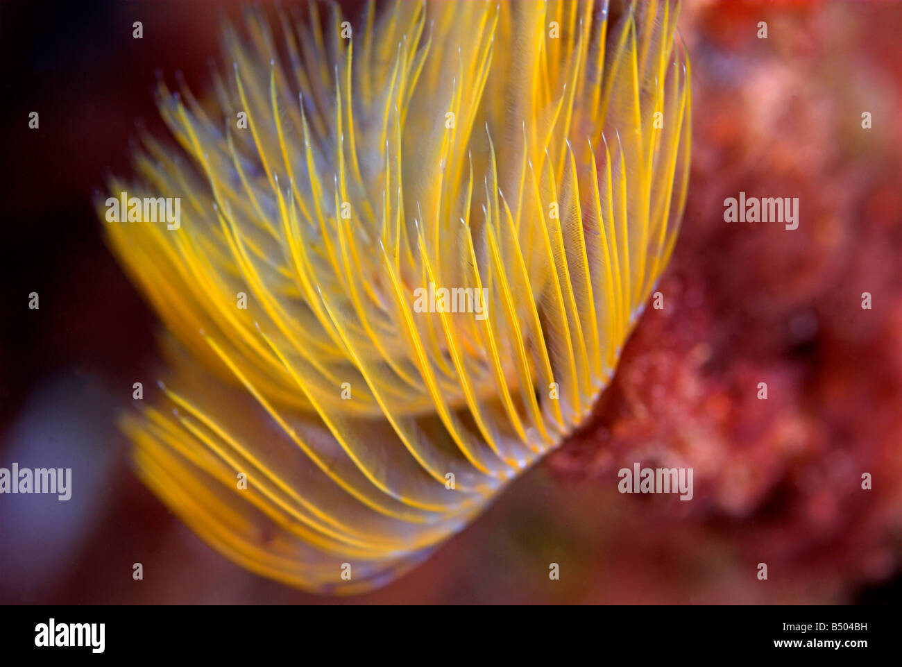 Red tube worm hi-res stock photography and images - Alamy