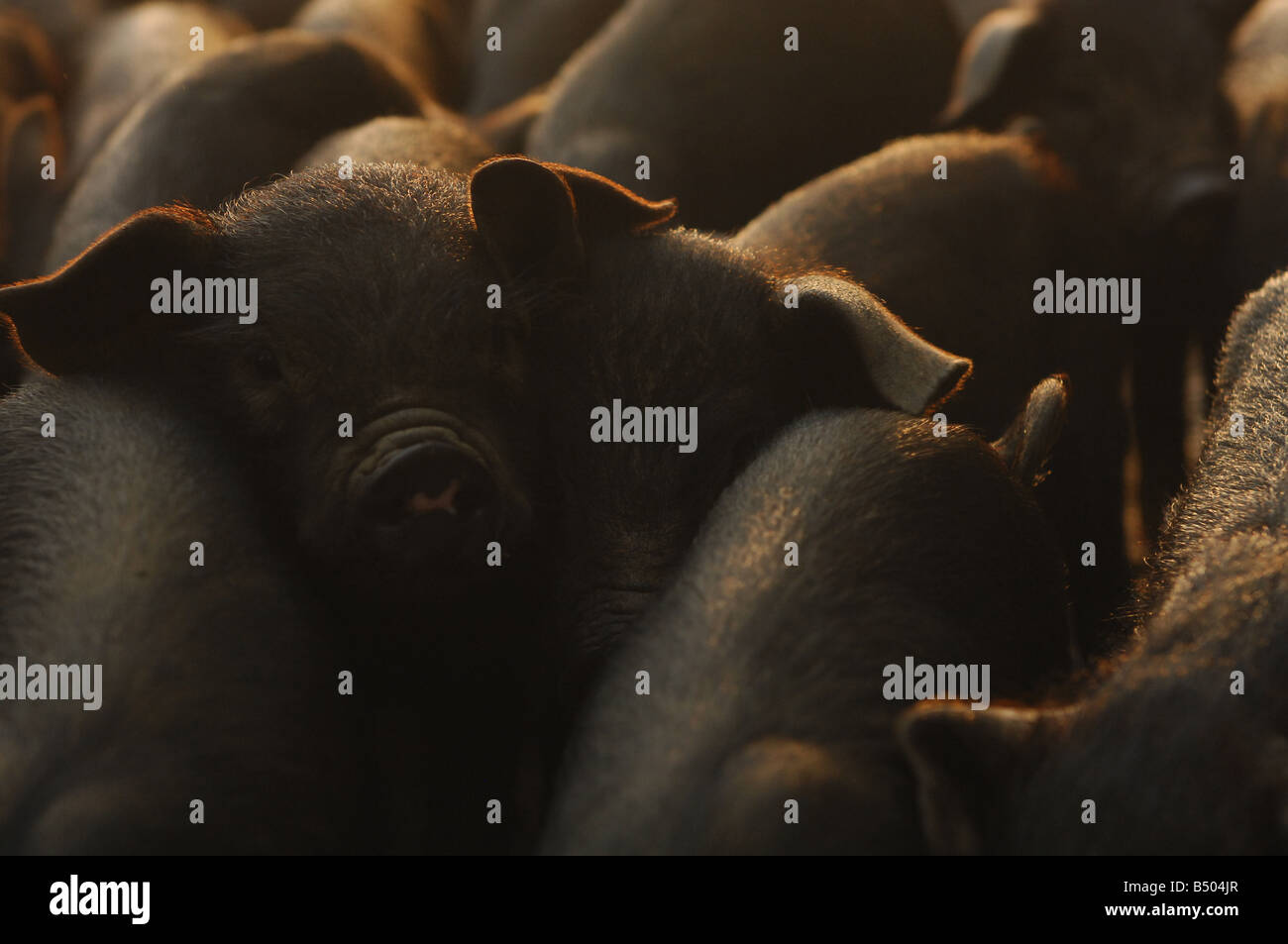 Nepal Pig High Resolution Stock Photography and Images - Alamy