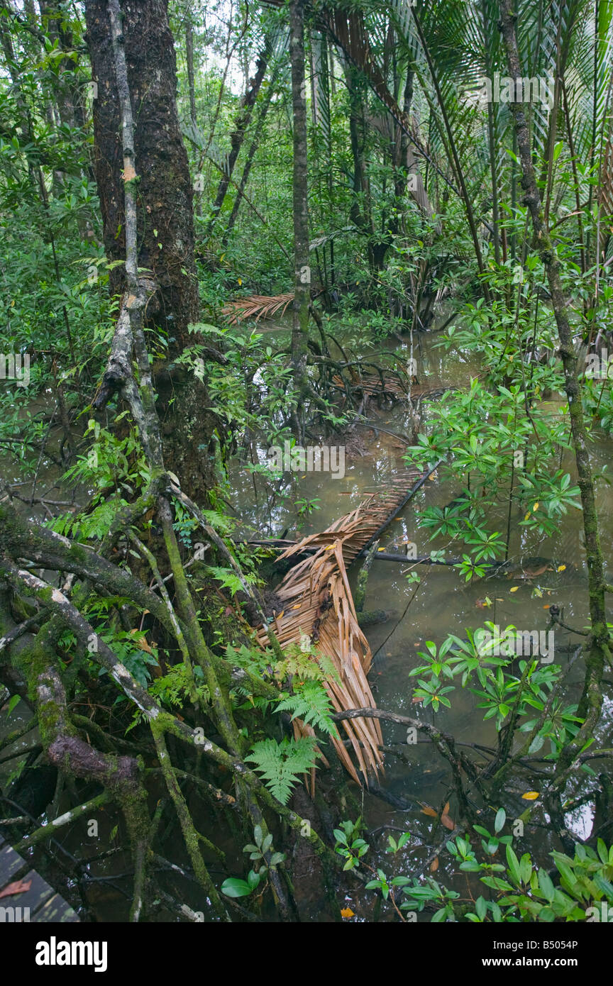 Mangroves in Similajau National Park nr Bintulu Sarawak Malaysia Stock ...