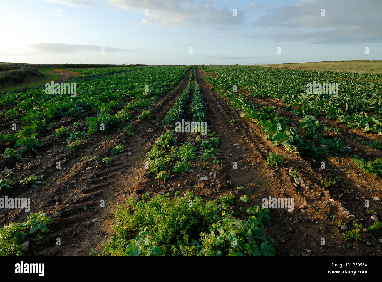 Field of crops on the Gower Peninsula of Wales Stock Photo - Alamy