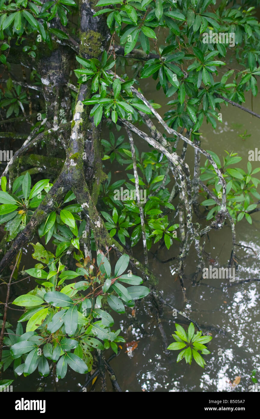 Base of a mangrove tree in Similajau National Park nr Bintulu Sarawak ...