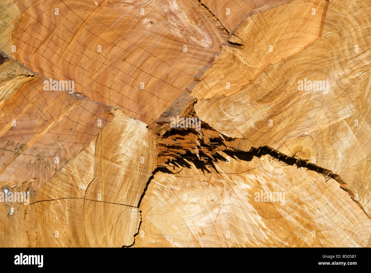 Chopped down tree trunk hi-res stock photography and images - Alamy