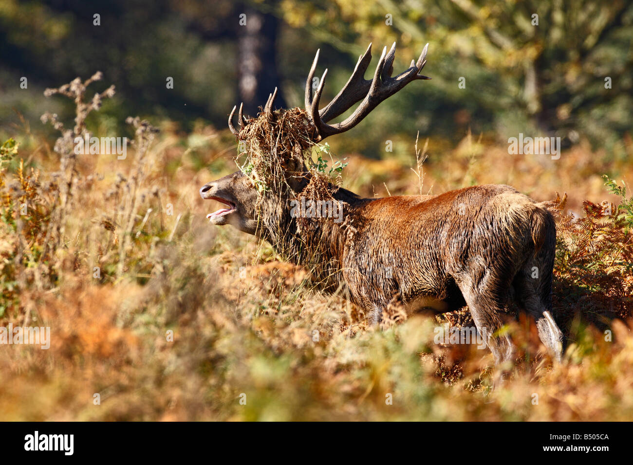 Red Deer Cervus Elaphus Stag standing in Bracken roaring Richmond park ...