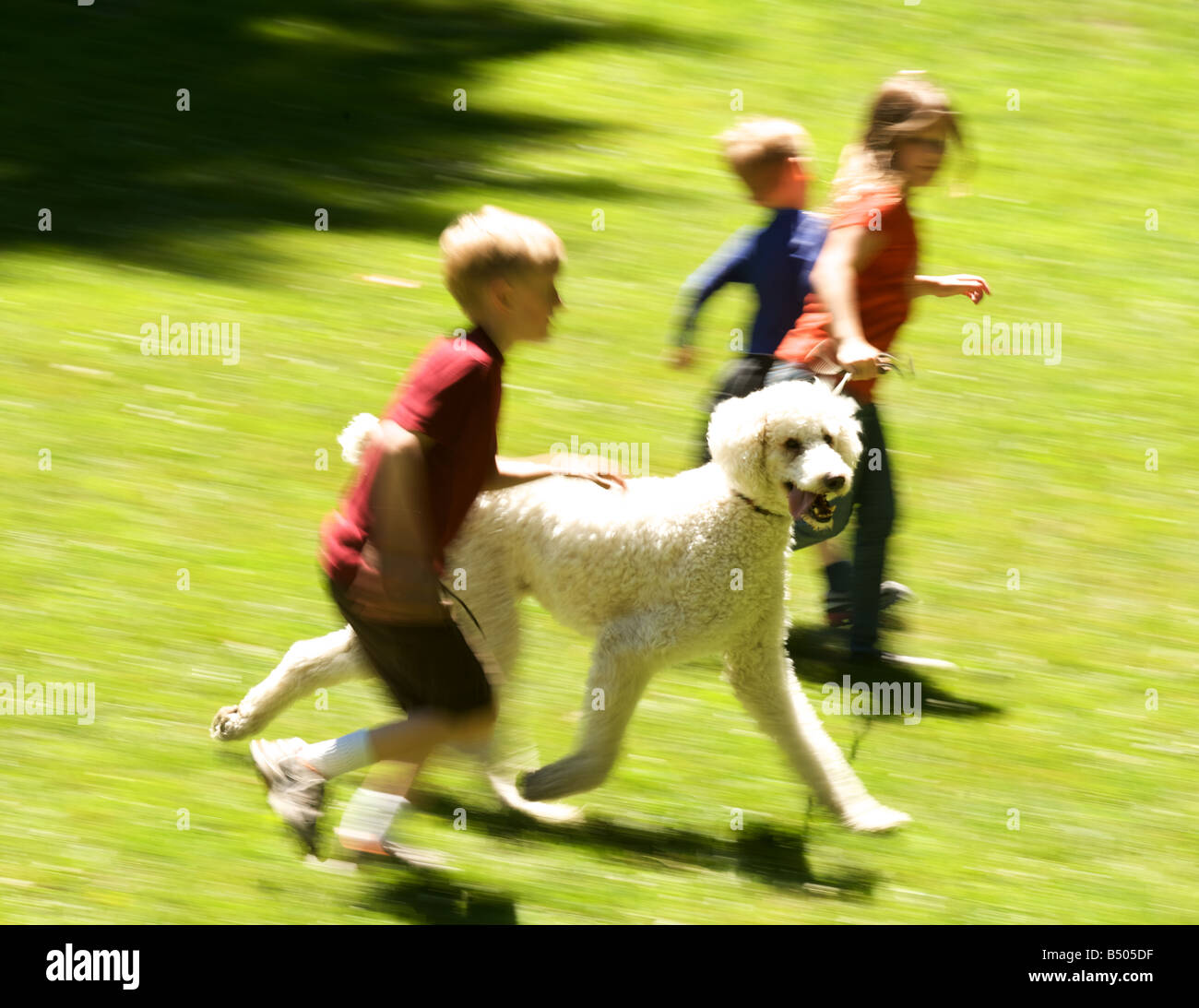 Standard poodle runs kids hi-res stock photography and images - Alamy