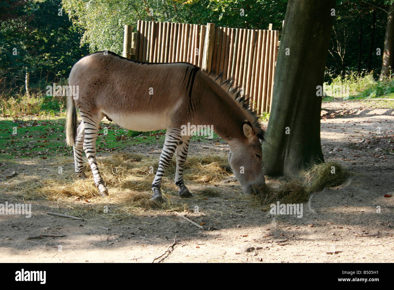 A zeedonk (also known a zebrass, zebronkey, zonkey, zebadonk, zenkey or ...