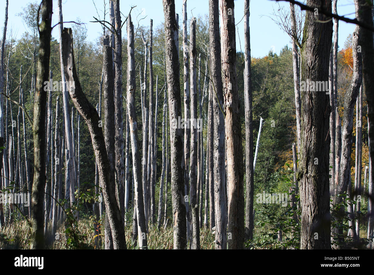 Destroyed trees hi-res stock photography and images - Alamy