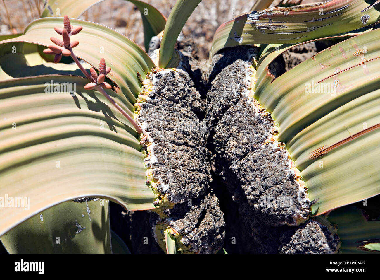 Welwitschia Mirabilis flower in Khorixas region of Twyfelfontein ...