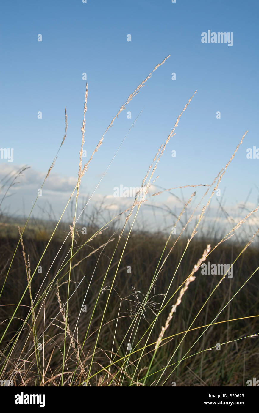 Clouds grass hi-res stock photography and images - Alamy