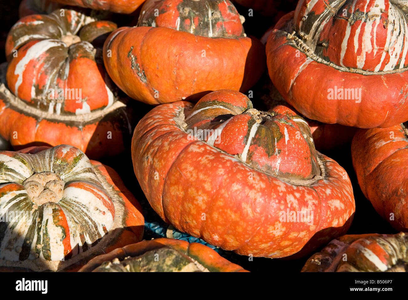 Turk's Turban pumpkins (Cucurbita maxima 'Turban') on sale in Autumn ...