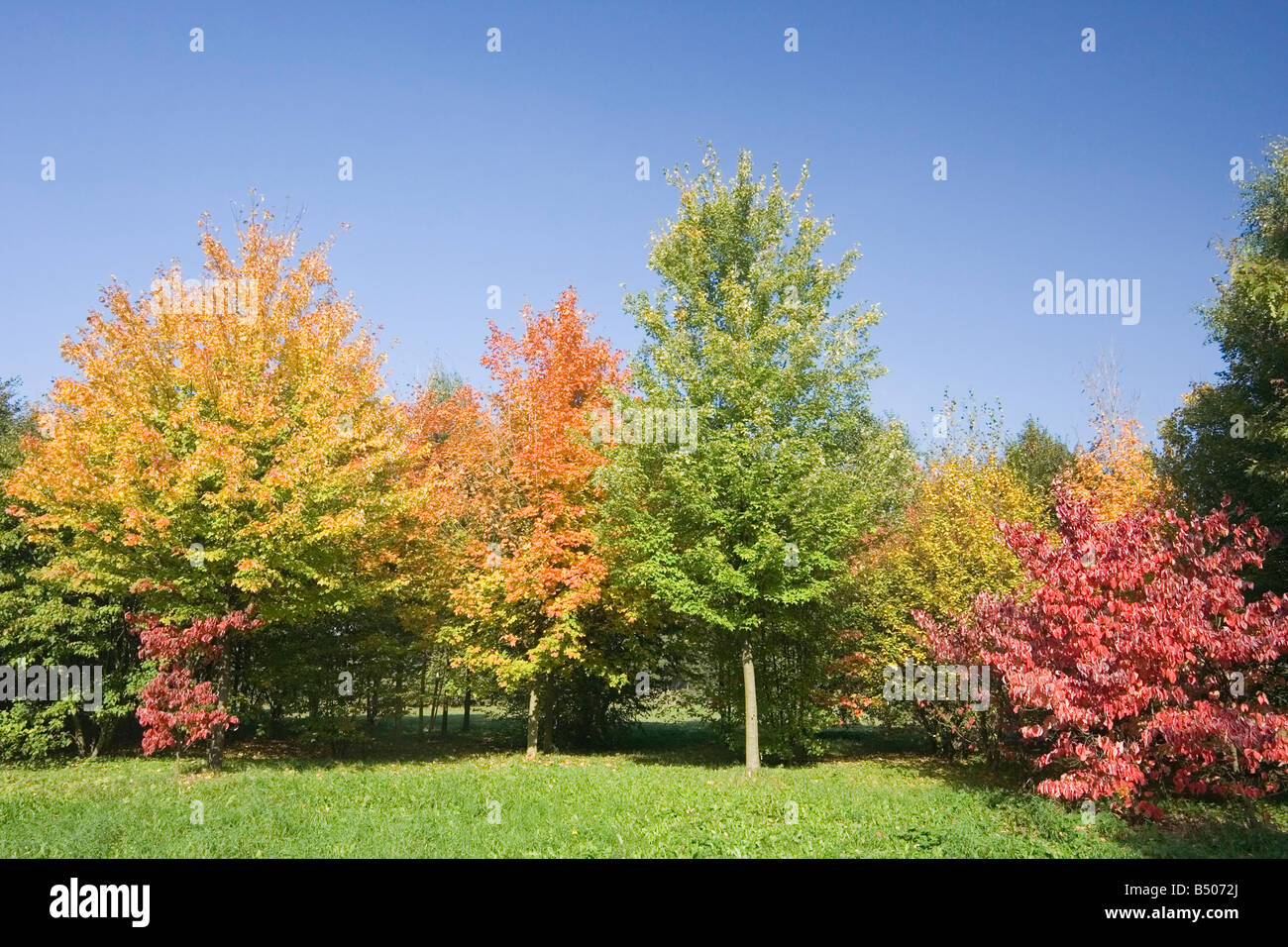 indian summer trees in autumn colors adobe RGB Stock Photo - Alamy