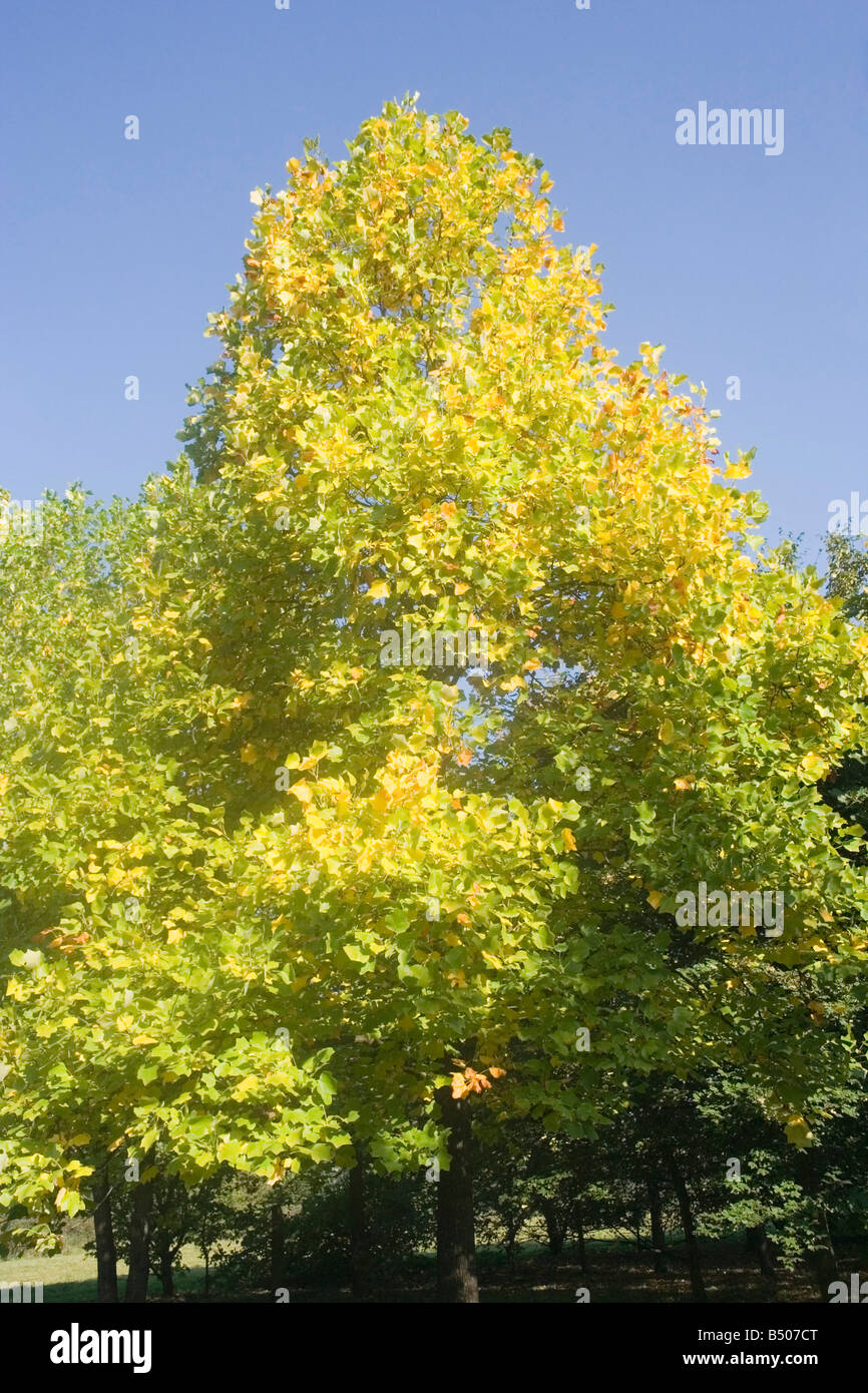 tulip tree native to eastern north america in autumn colors adobe RGB ...