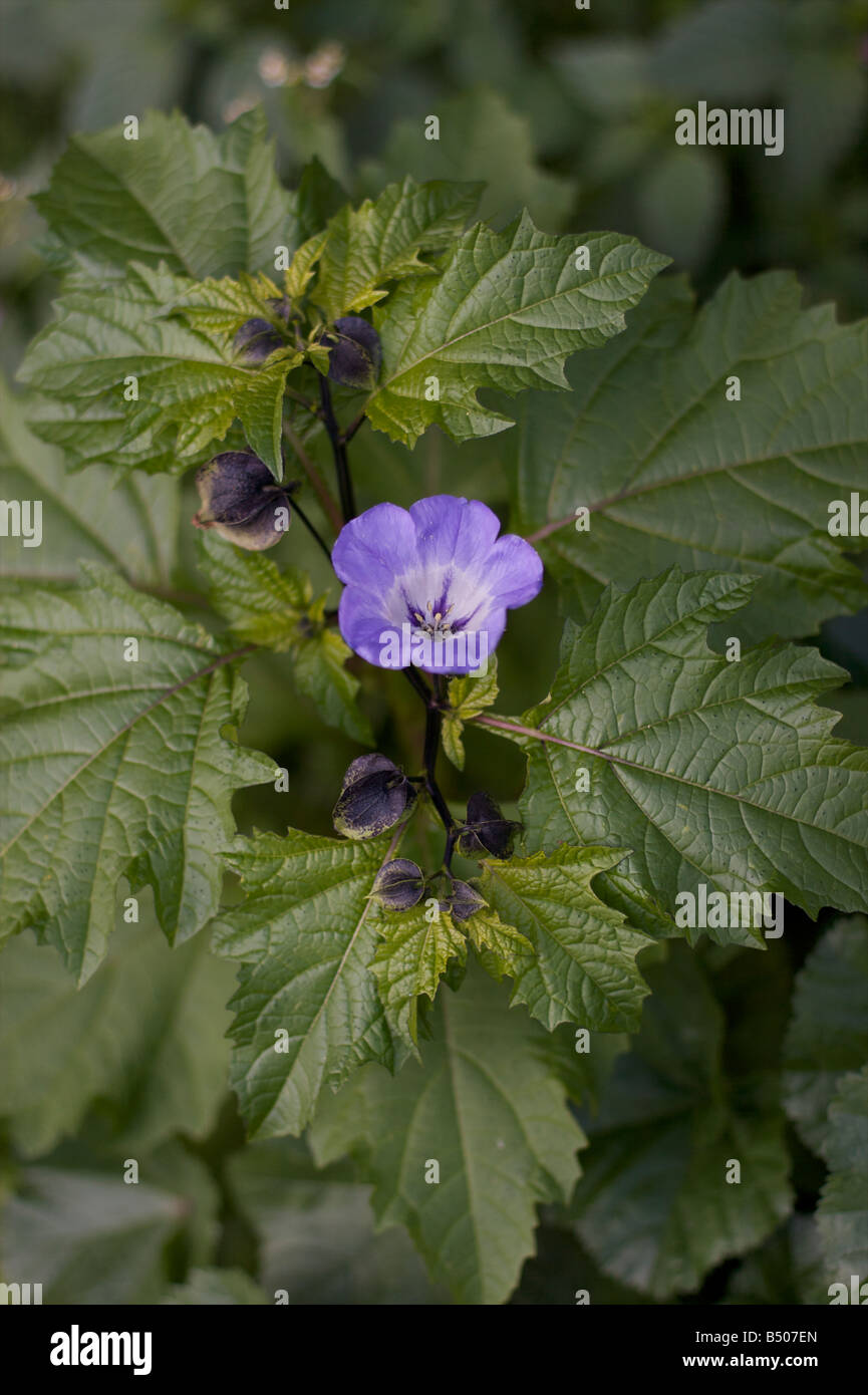 Nicandra physalodes hi-res stock photography and images - Alamy