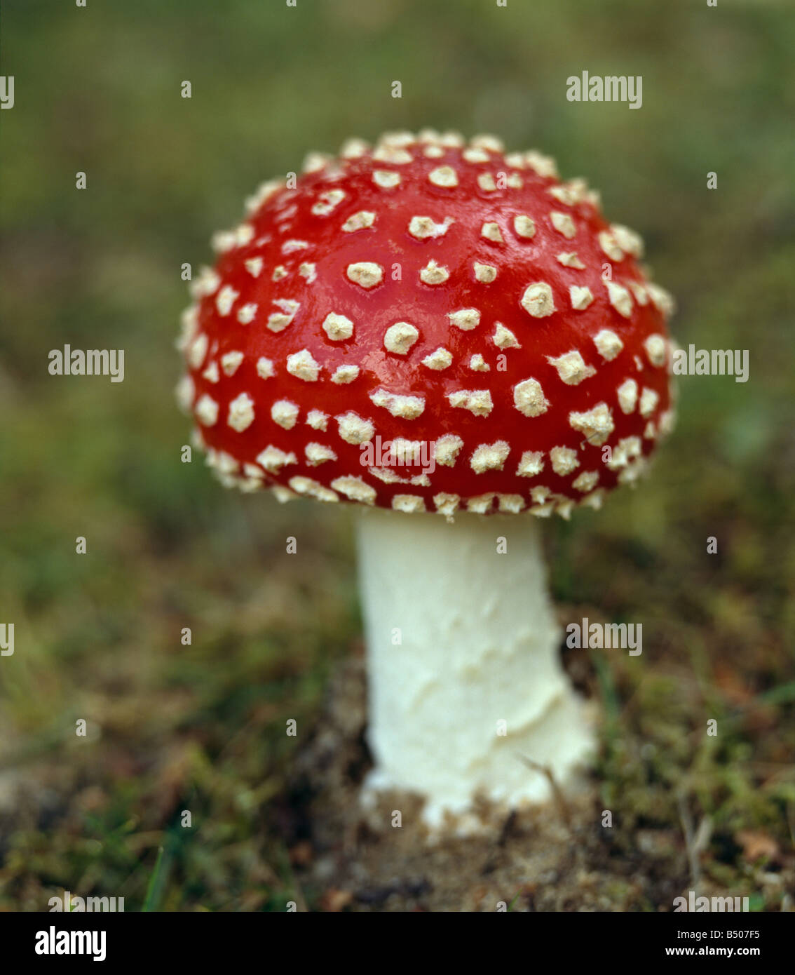 Toadstool hi-res stock photography and images - Alamy
