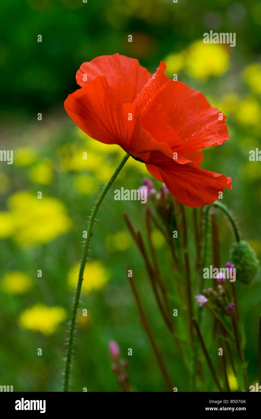 Corn field flanders red poppy hi-res stock photography and images - Alamy