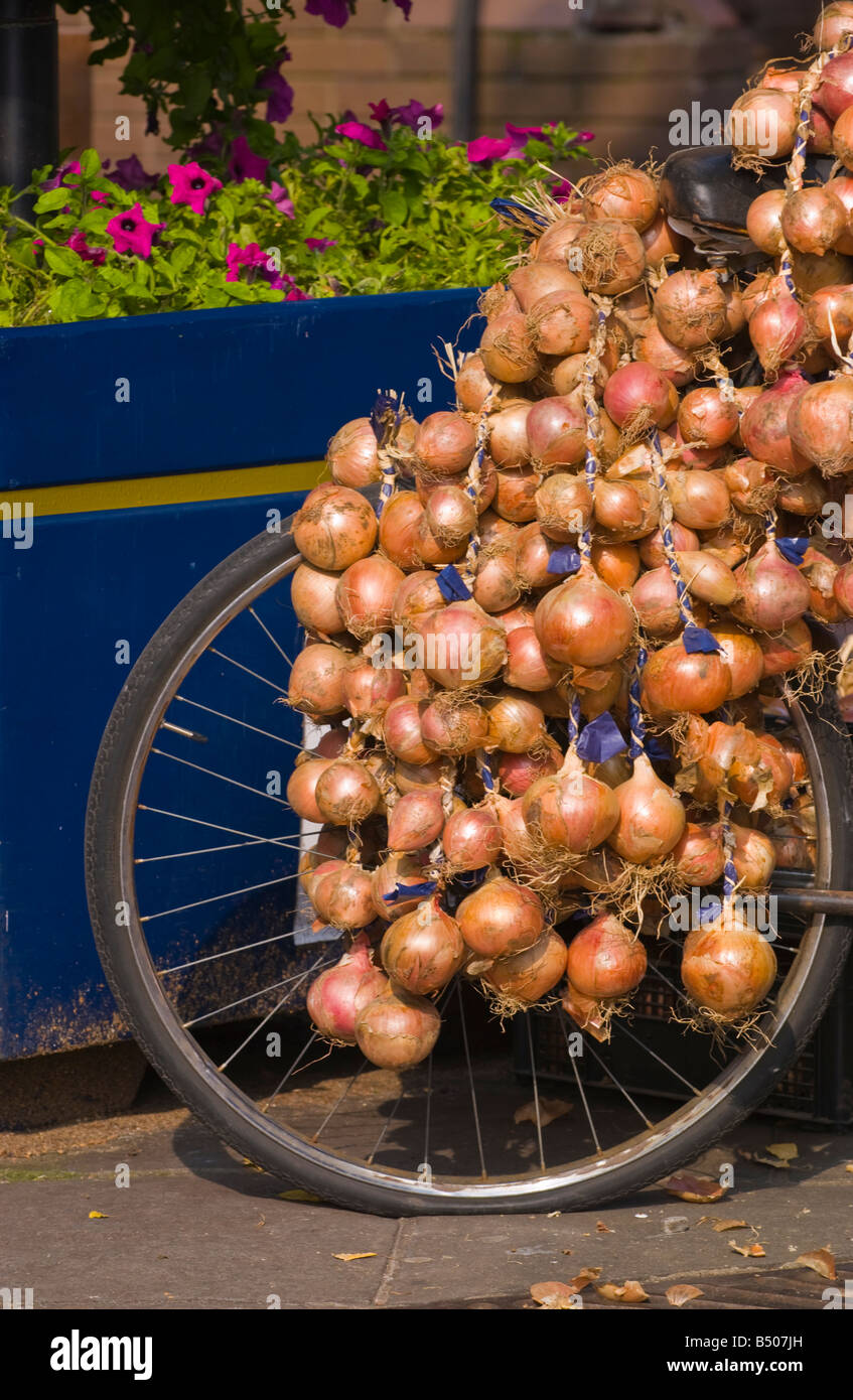 Strings of onions on bicycle at Abergavenny Food Festival Stock Photo ...