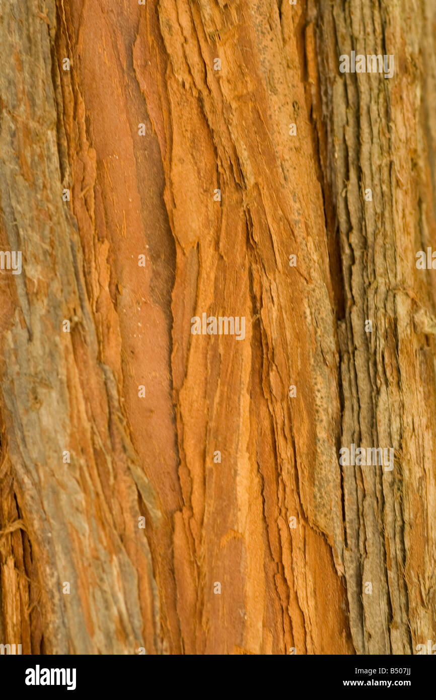 Bark of Coniferous Tree Stock Photo - Alamy