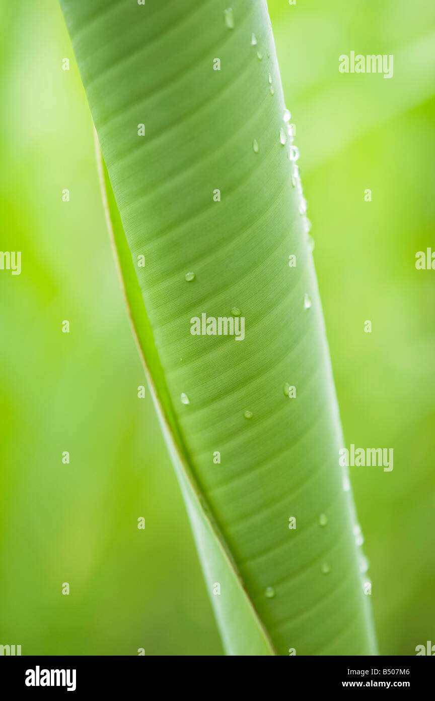 Banana Leaf Profile For New Banana Leaf