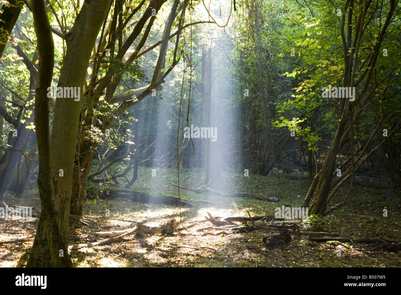 hatfield forest national trust attraction essex england uk gb Stock ...