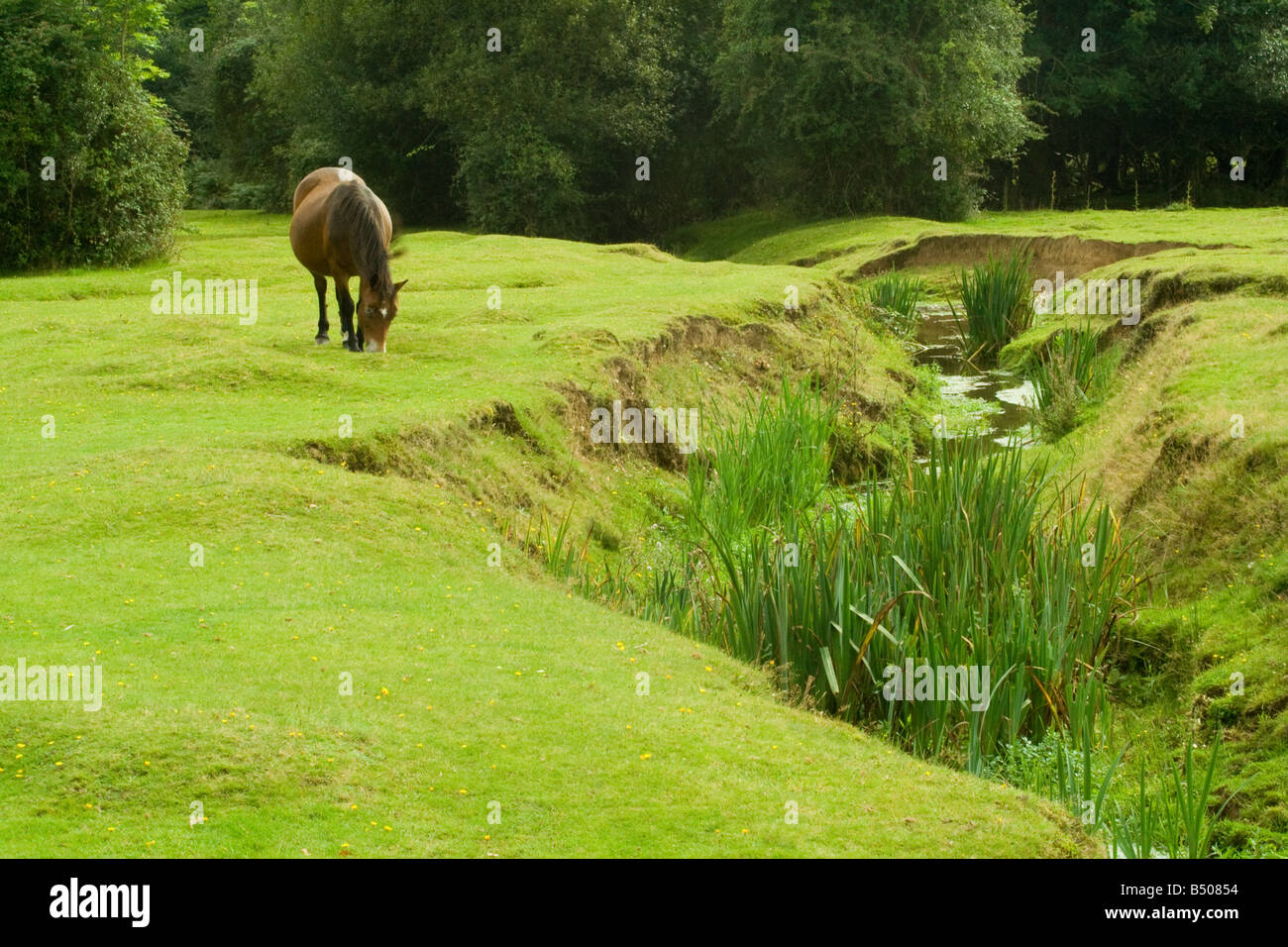 New Forest Pony Grazing by Gully Stock Photo - Alamy