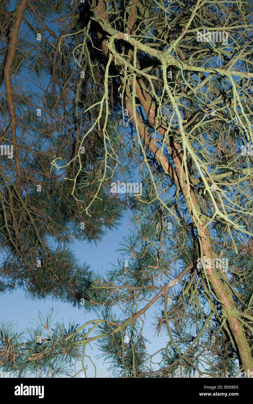 A view looking up through a pine tree with blue sky behind on the ...