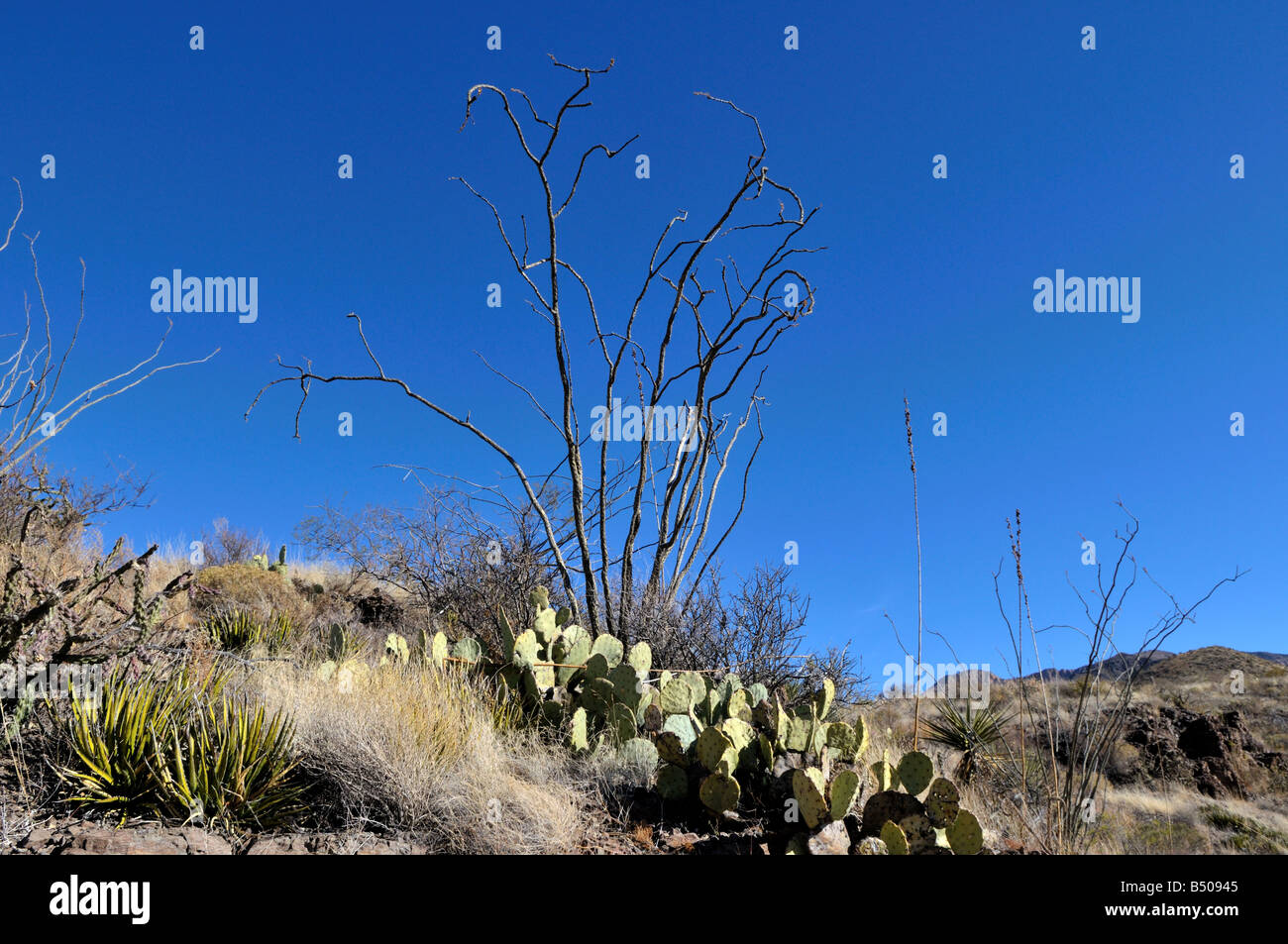 Desert landscape. Big Bend National Park, Texas, USA Stock Photo - Alamy