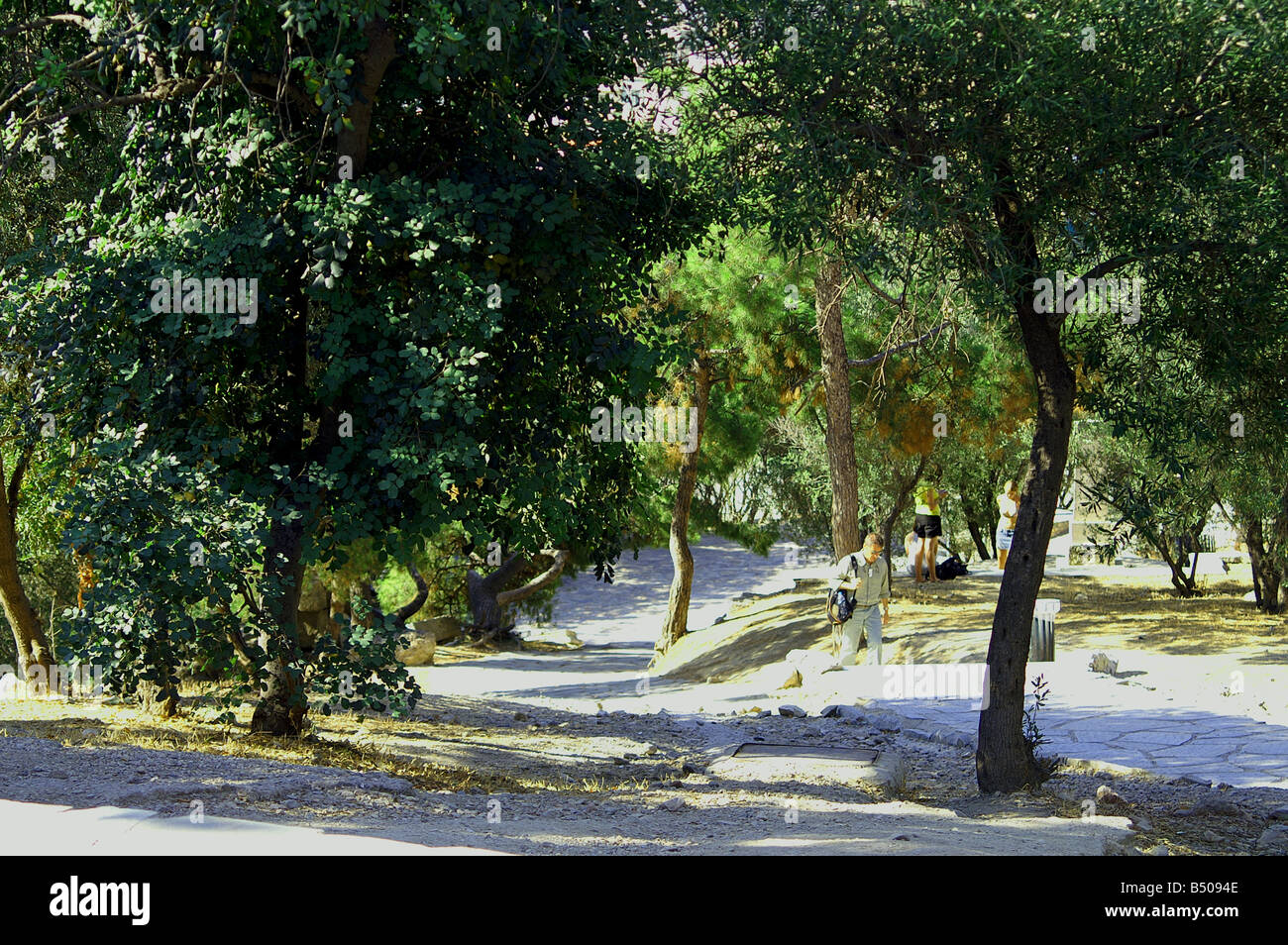 Pinewoods Path up Acropolis, Athens Stock Photo - Alamy