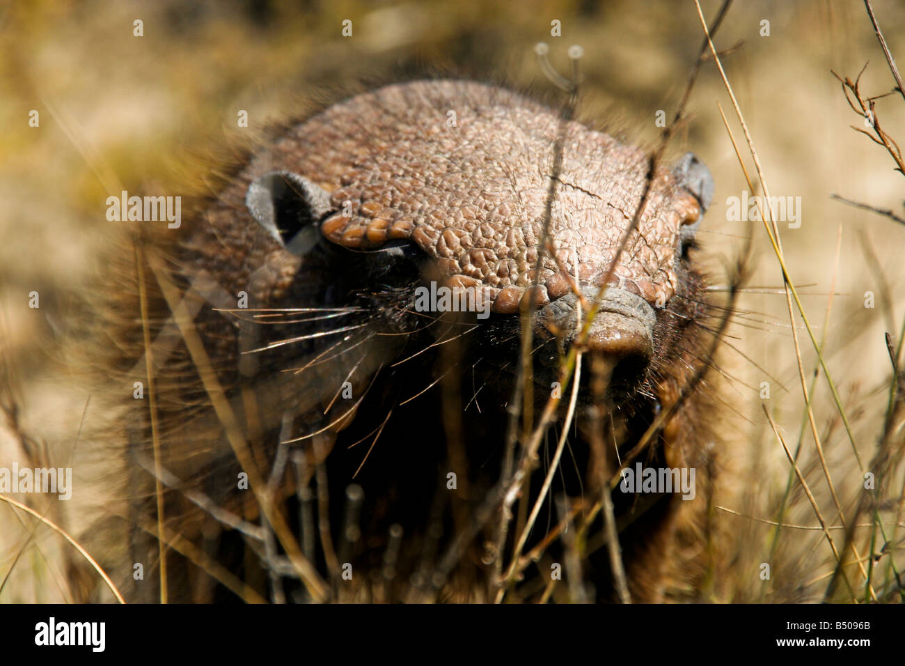 Armadillo running through long grass Stock Photo - Alamy