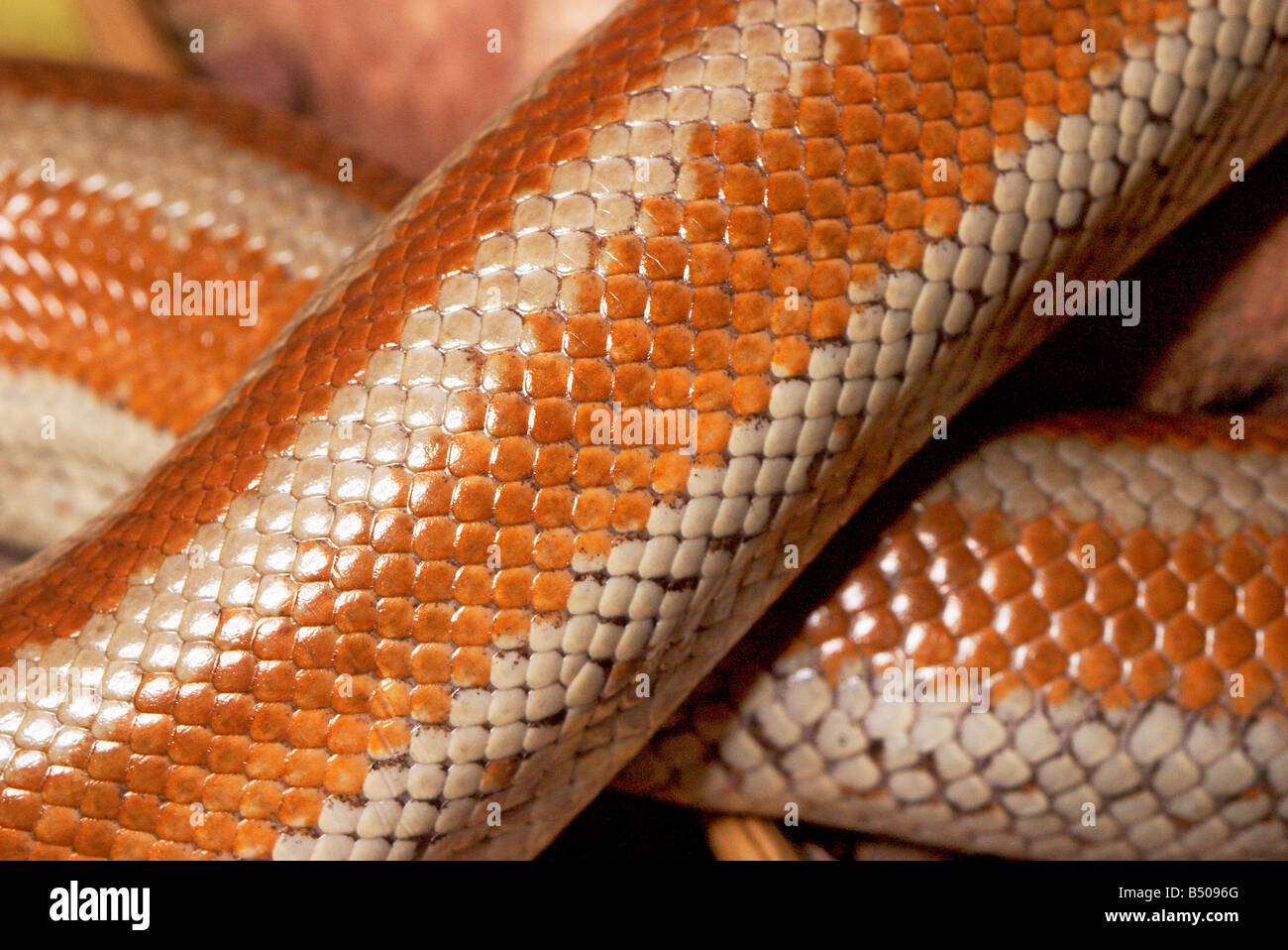 Rosy Boa Lichanura trivirgata Stock Photo - Alamy