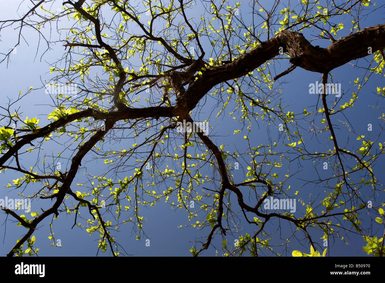 Spring season in india hi-res stock photography and images - Alamy