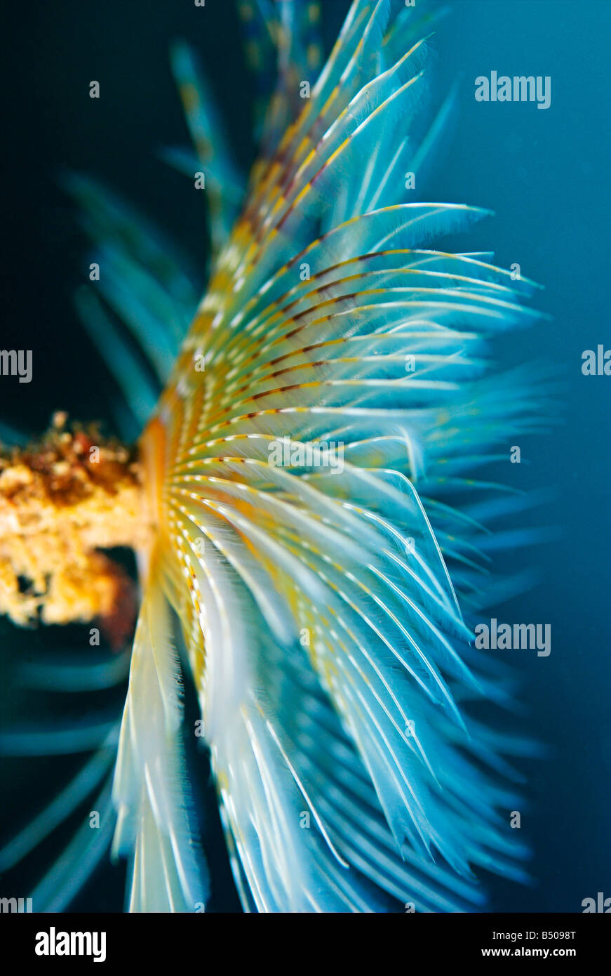 Peacock Worm High Resolution Stock Photography and Images - Alamy