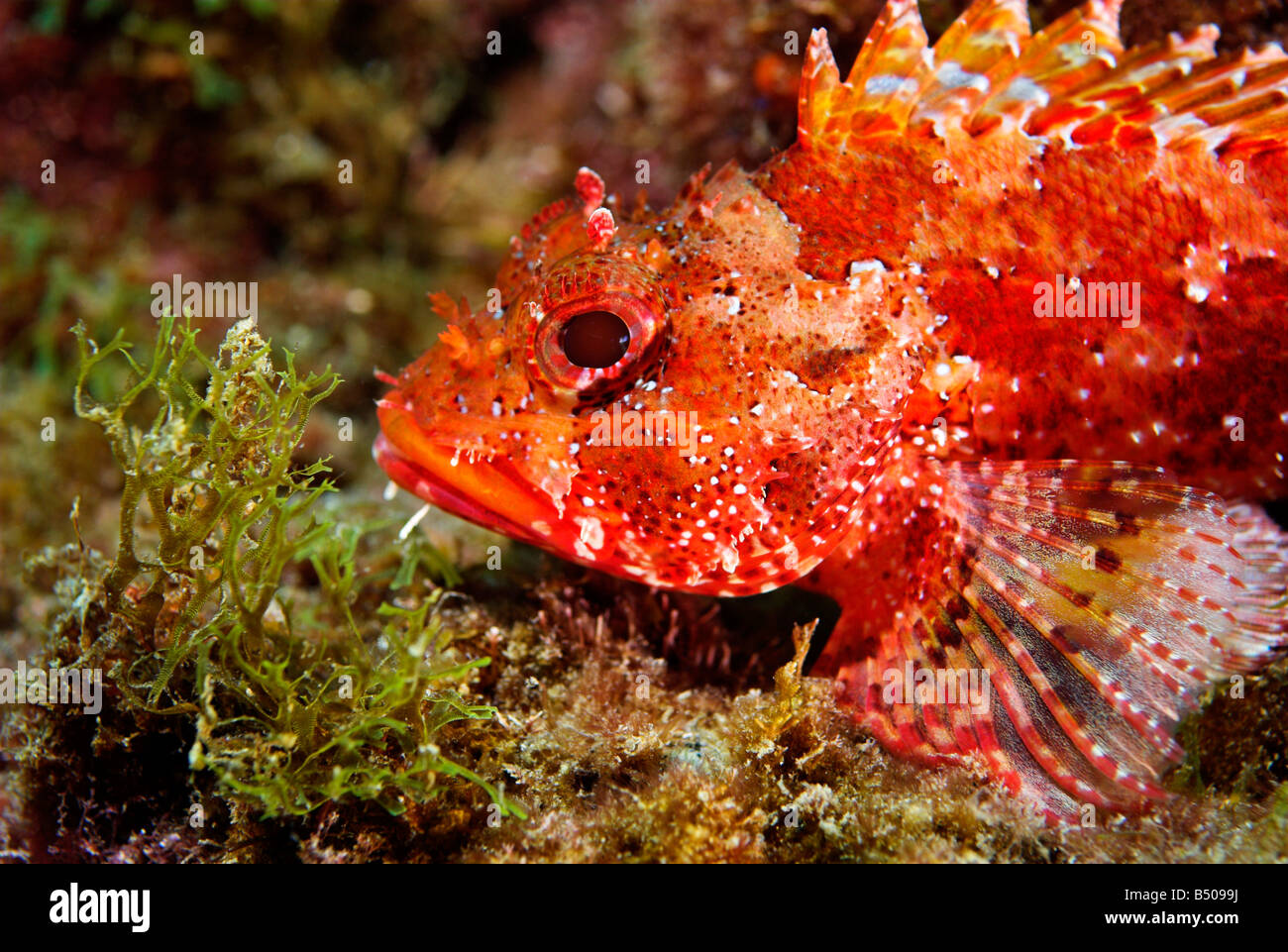 Madeira rockfish or Scorpionfish Scorpaena maderensis underwater Stock ...