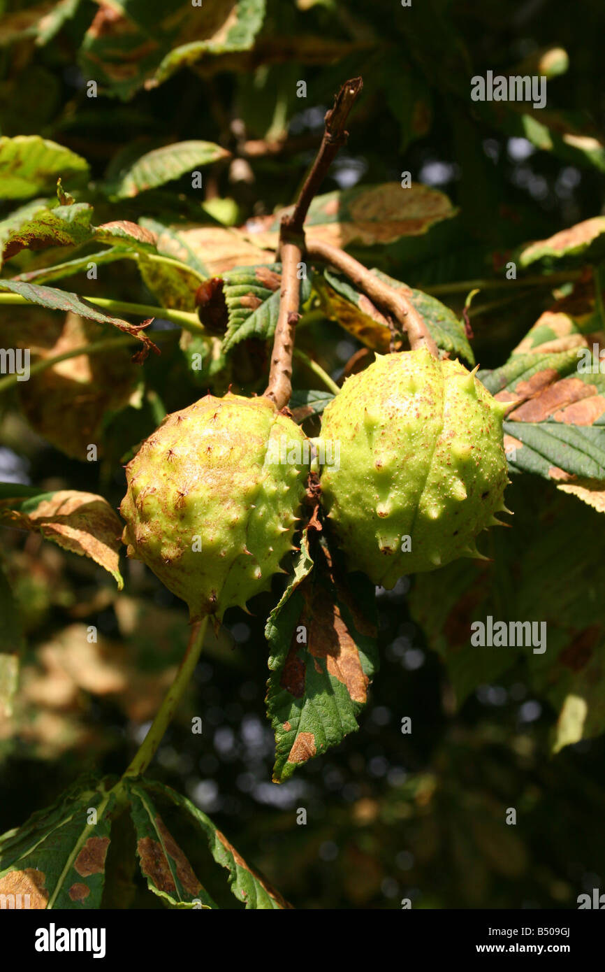 Hanging Seed Pods Stock Photos & Hanging Seed Pods Stock Images - Alamy