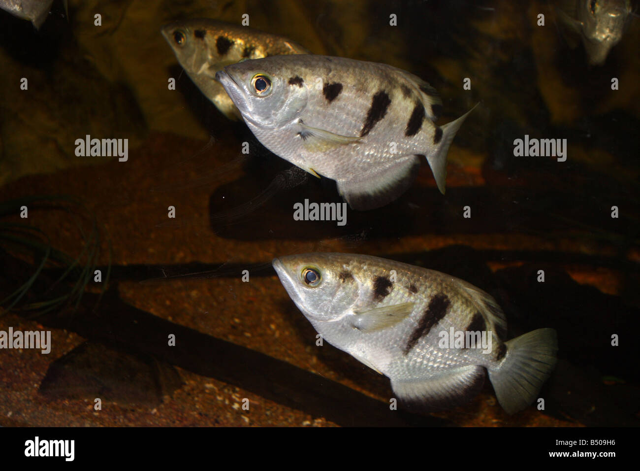 Archer fish hi-res stock photography and images - Alamy