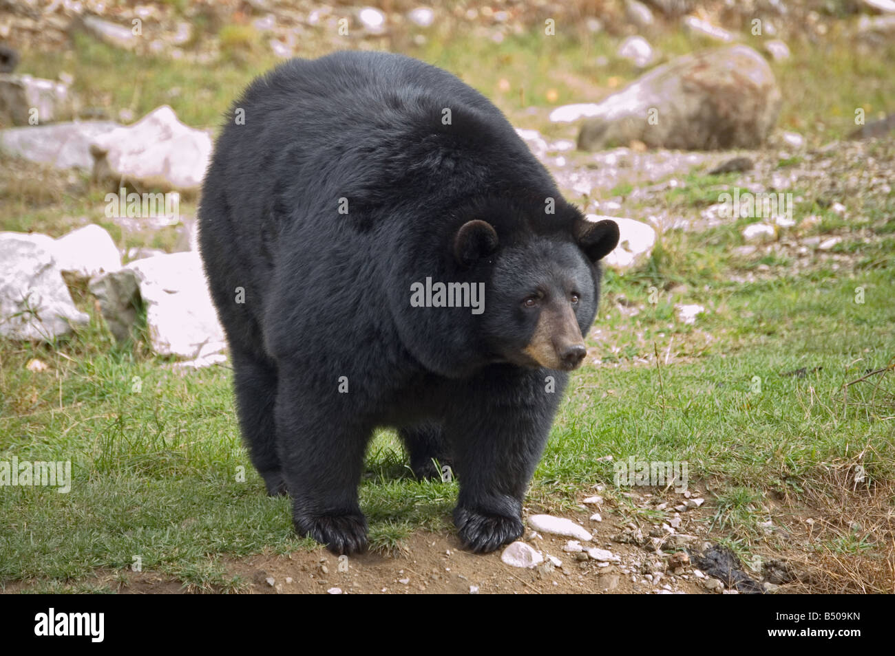 An adult Black bear Stock Photo - Alamy