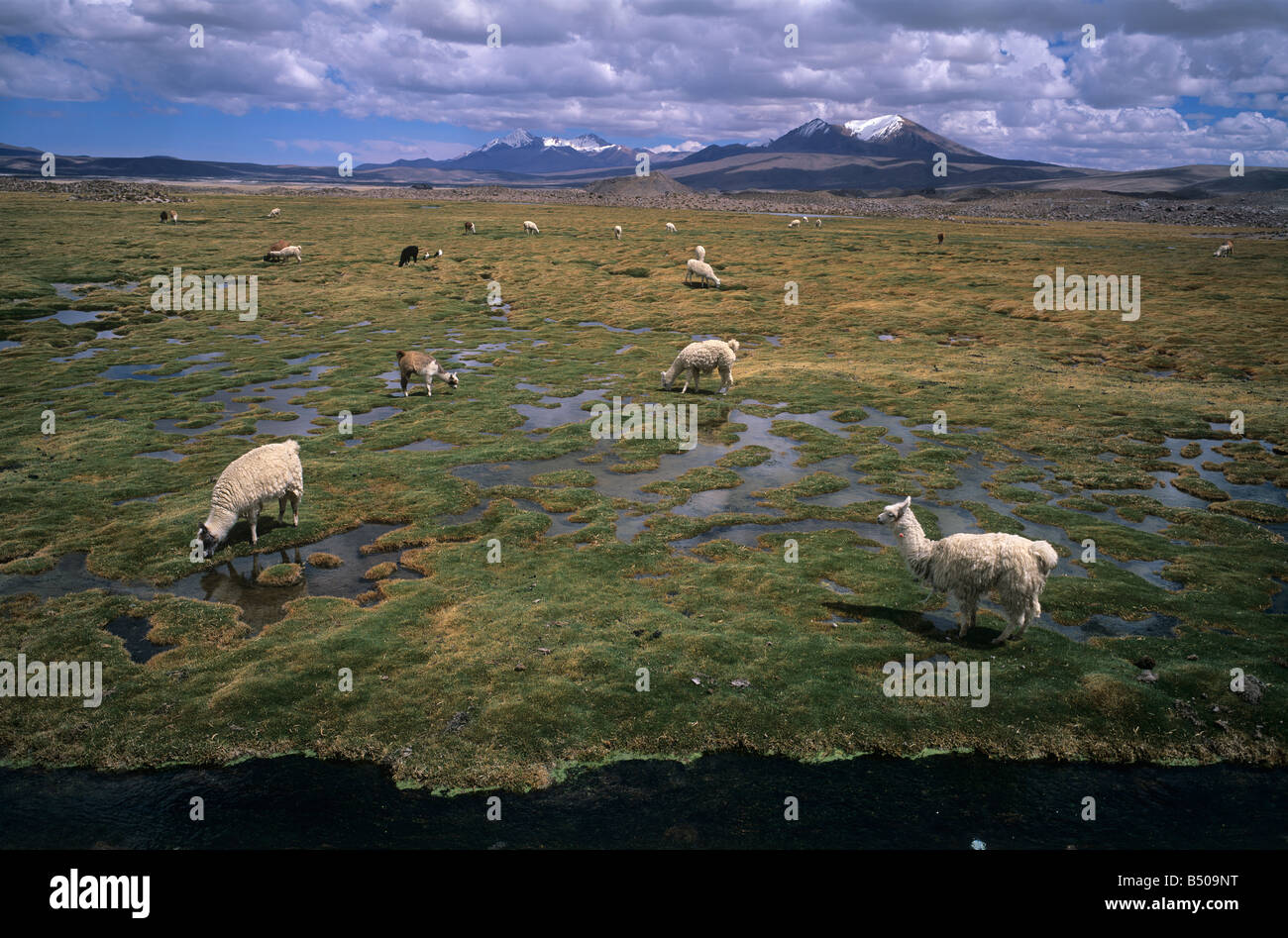 Alpacas grazing in the bofedales swampy alluvial grasslands in Parque ...