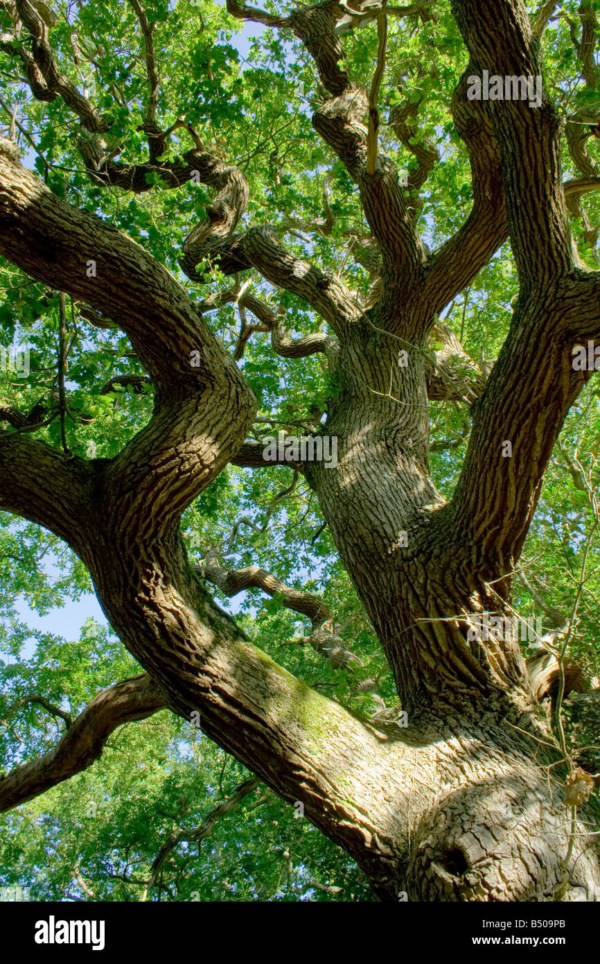 View into canopy of oak tree Stock Photo - Alamy