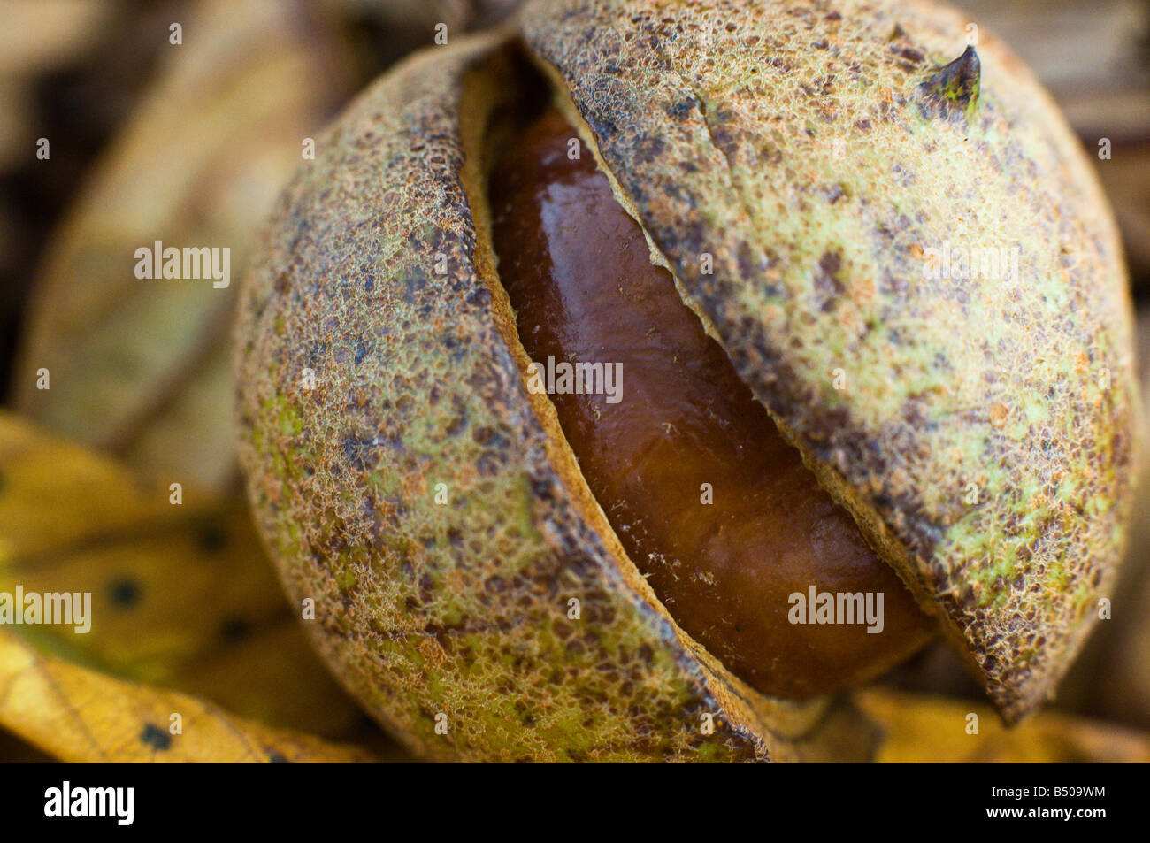 Horse Chestnut split open, chestnut/conker visible inside Stock Photo ...