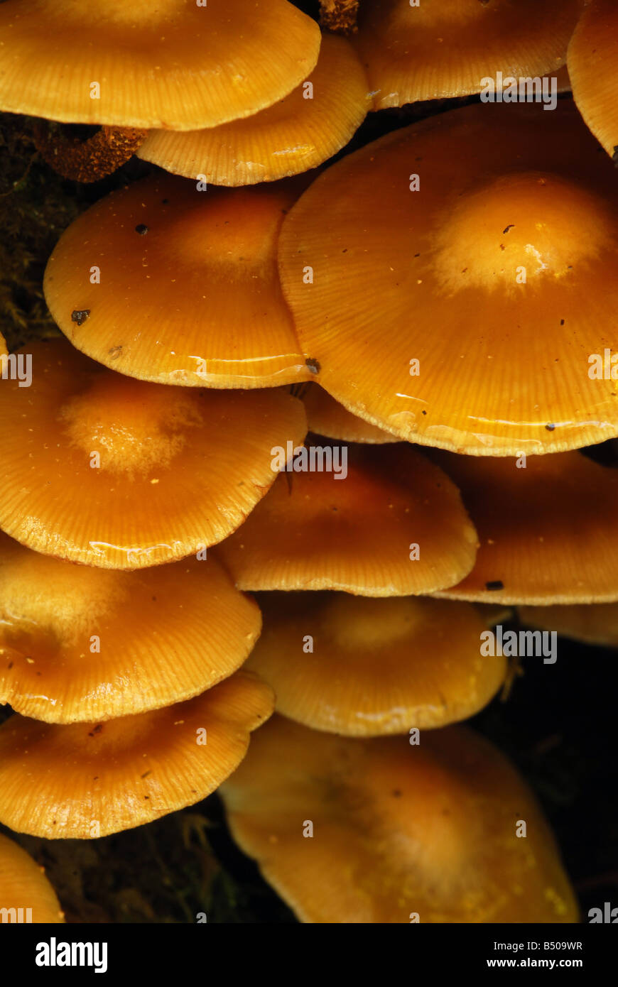 Fungi, Glen Feochan, Kilmore near Oban, Argyll, Scotland, UK Stock ...