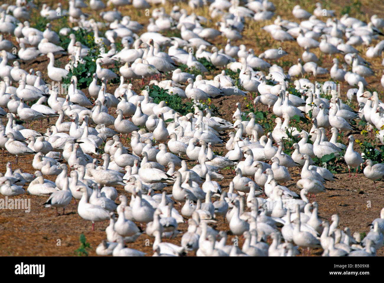 Ross' Goose Anser rossii Stock Photo - Alamy