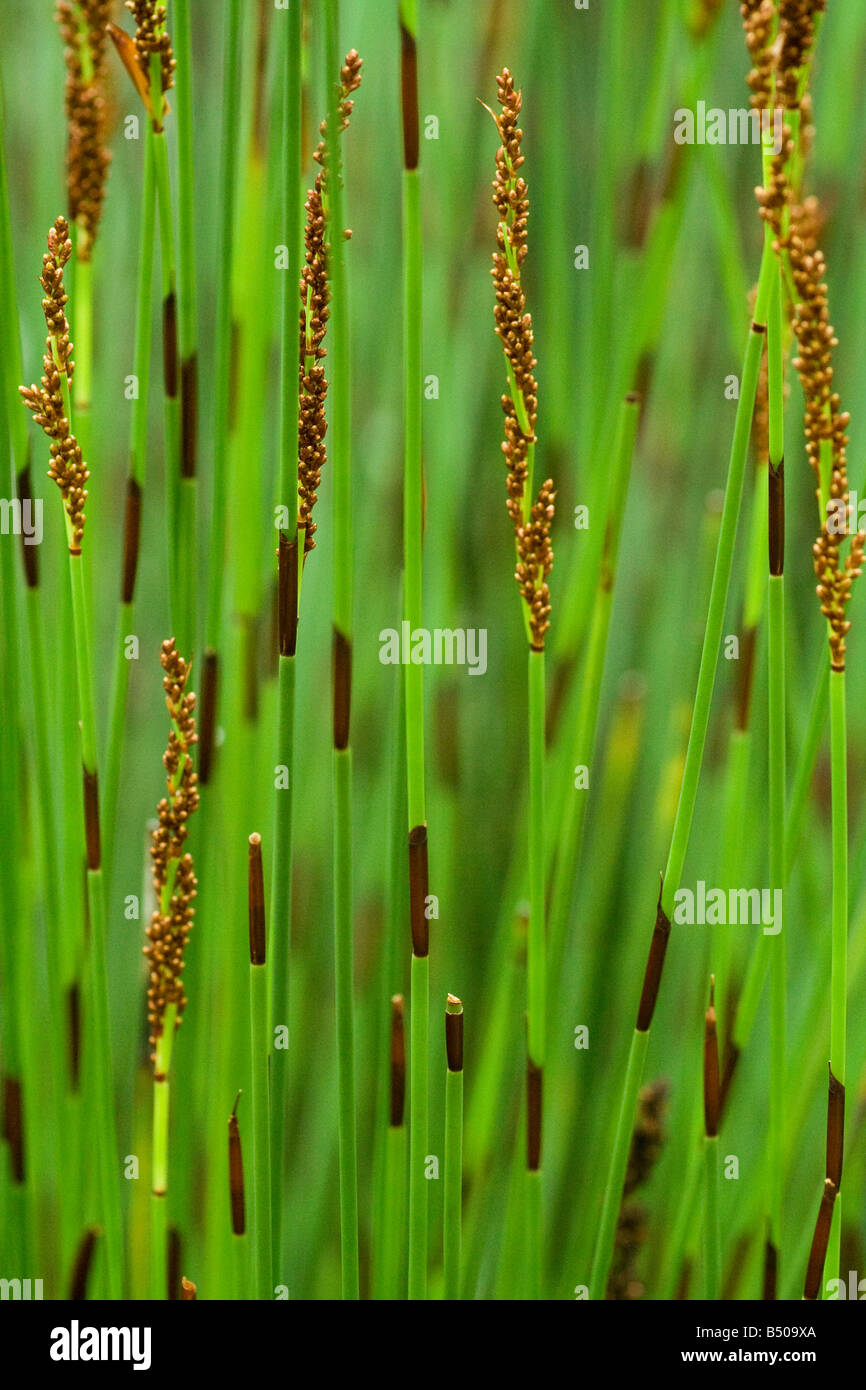 Restios hi-res stock photography and images - Alamy