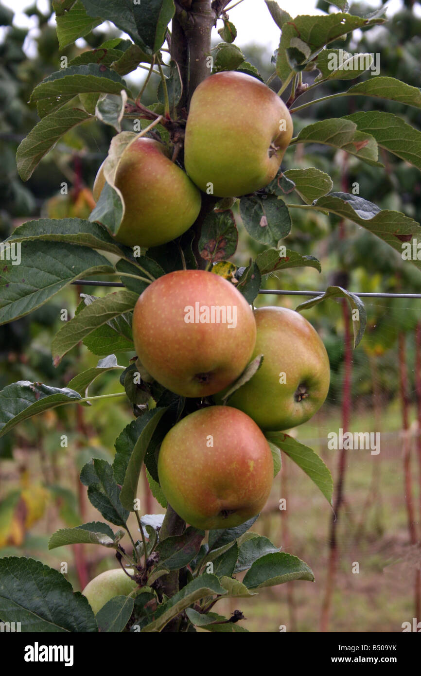 OLD ENGLISH APPLE THE STURMER PIPPIN. (CIRCA 1800 Stock Photo - Alamy