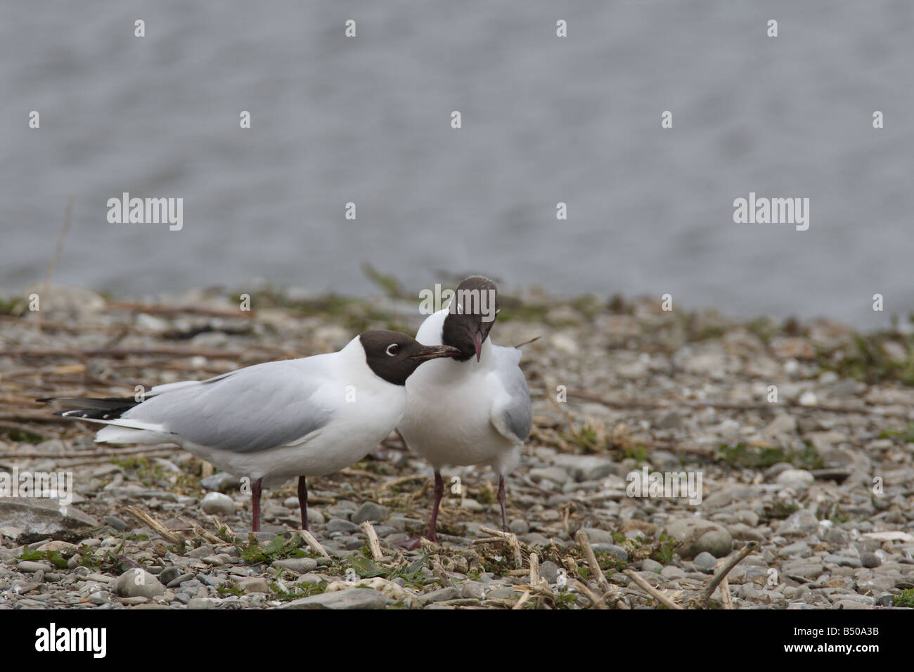 Female gull hi-res stock photography and images - Alamy