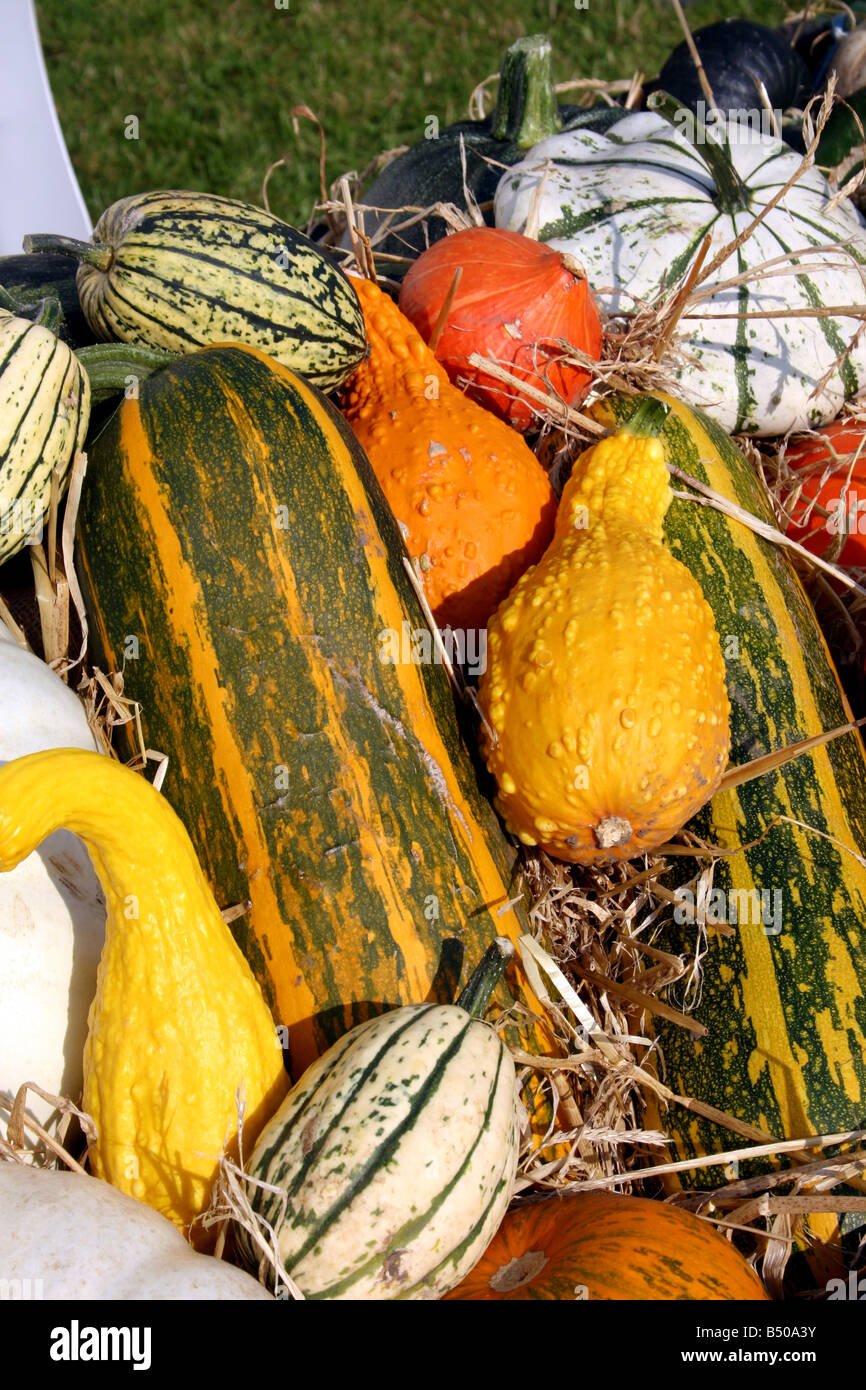 ASSORTED AUTUMN VEGETABLE SQUASH Stock Photo - Alamy